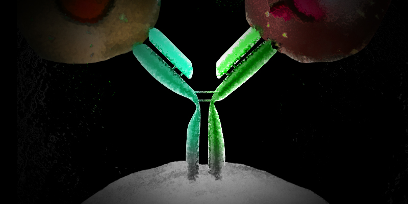 The new era of bispecific antibodies for cancer immunotherapy - Nordic ...