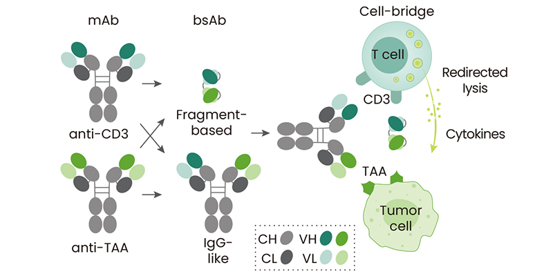 The new era of bispecific antibodies for cancer immunotherapy - Nordic ...
